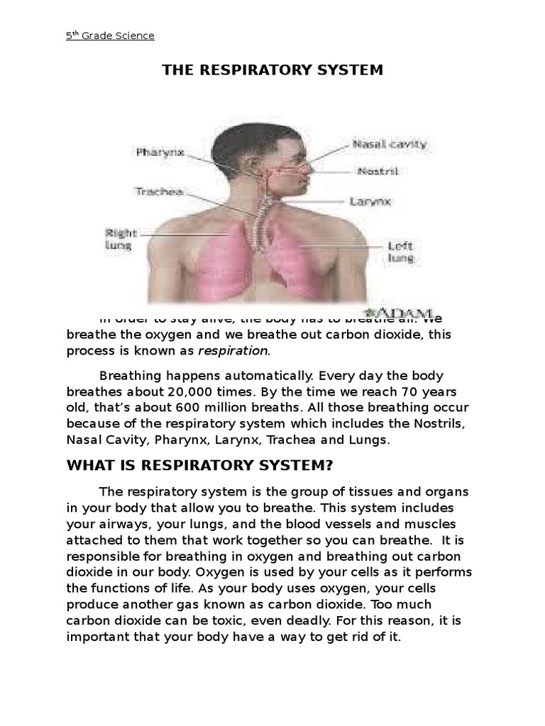 The Respiratory System (Handouts) | PDF | Respiratory System ...