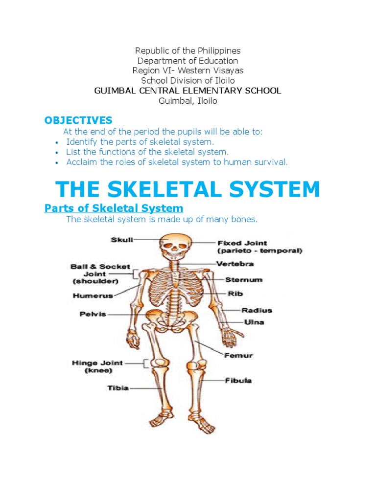 Understanding the Skeletal System | PDF | Vertebral Column | Skeleton