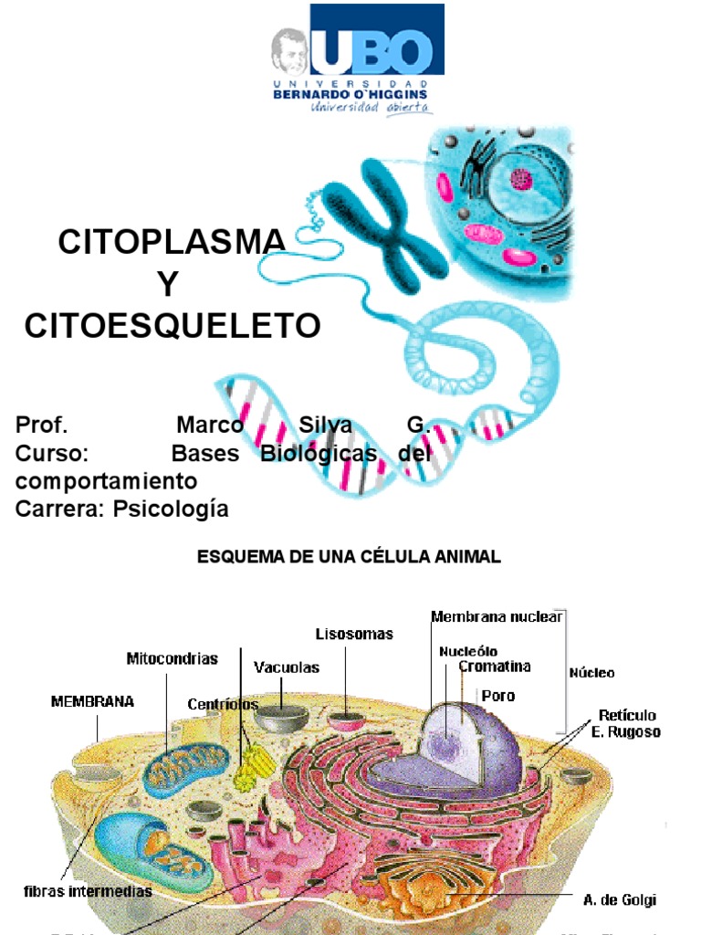 4 Citoplasma y Citoesqueleto UBO | Citoesqueleto | Microtúbulos