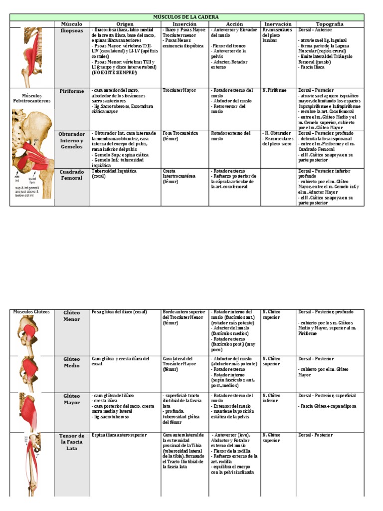 Músculos de La Cadera | PDF | Sistema musculoesquelético | Anatomía del ...