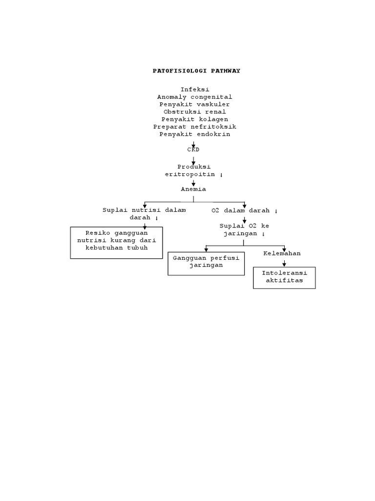 Pathway CKD Anemia | PDF