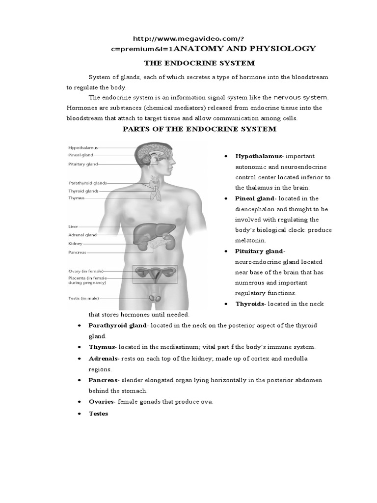 Anatomy and Physiology: The Endocrine System | PDF