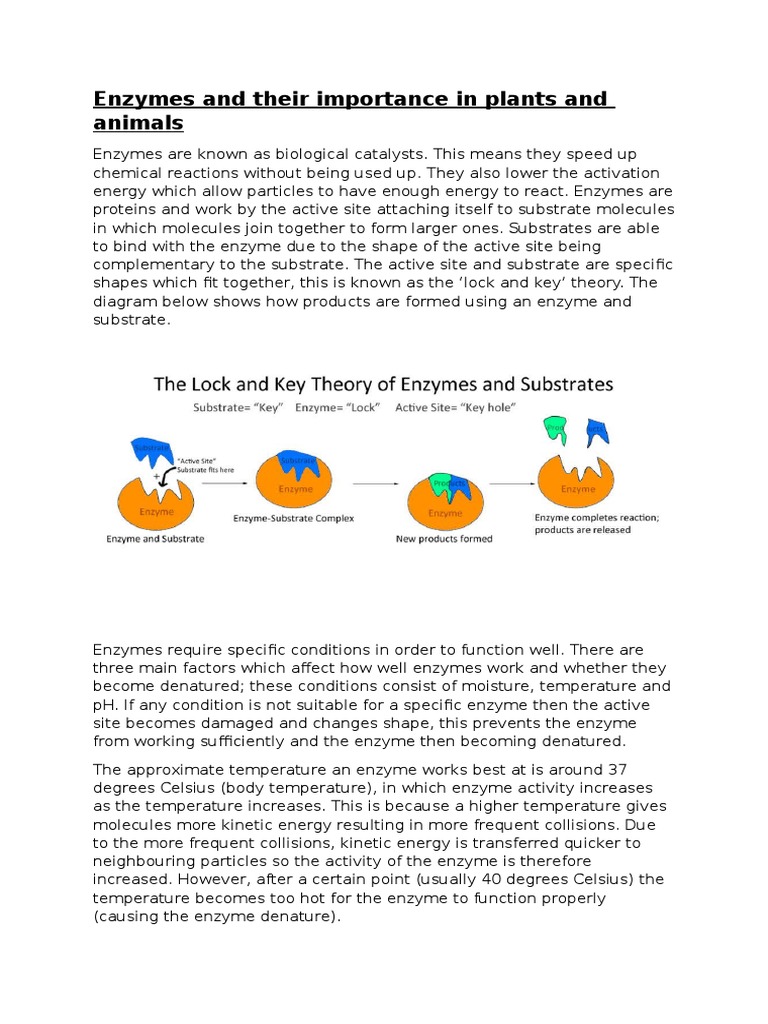 Enzymes and Their Importance in Plants and Animals | PDF