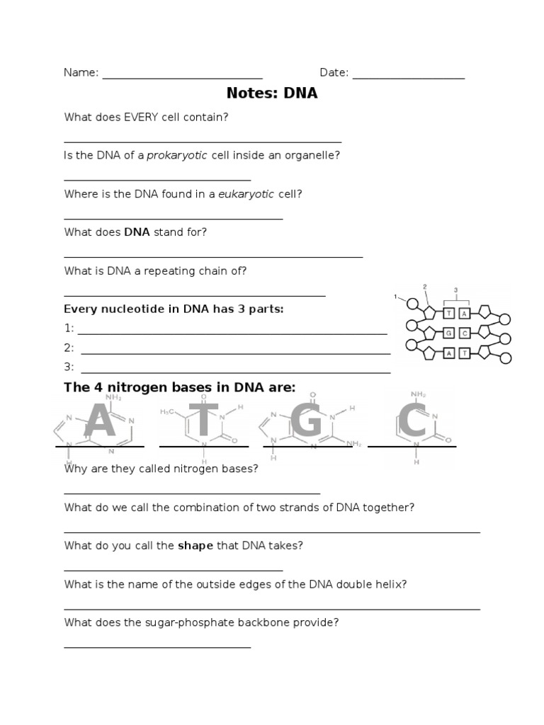 DNA Basics for Students | PDF | Science & Mathematics