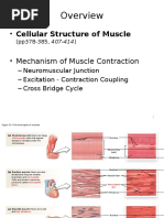 Muscle Contraction & Sliding Filament Theory | PDF | Muscle Contraction ...