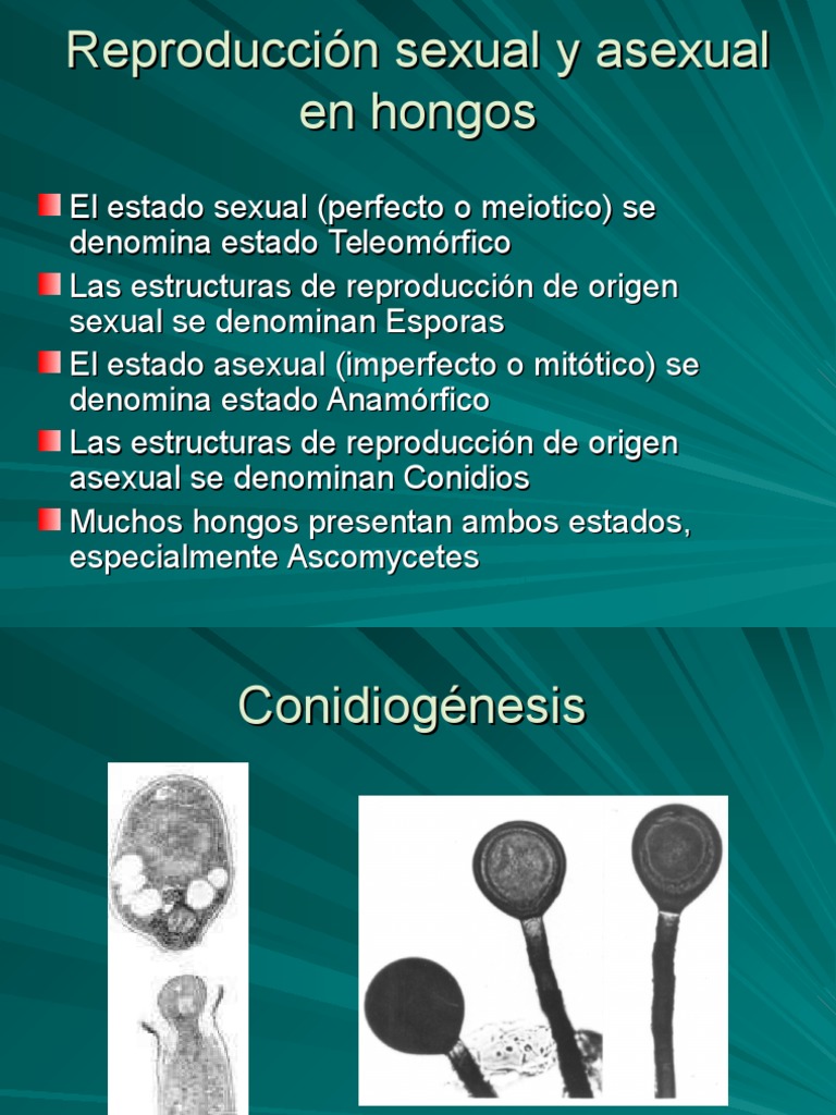 Formas de reproducción sexual y asexual en hongos, incluyendo tipos de ...