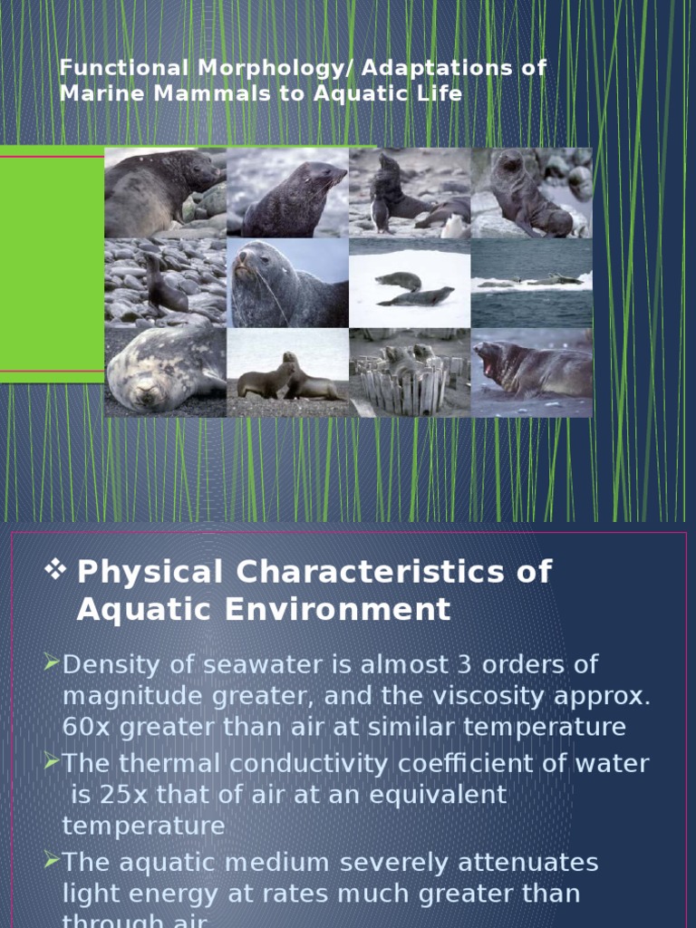 Functional Morphology and Adaptations of Marine Mammals | PDF | Cetacea ...