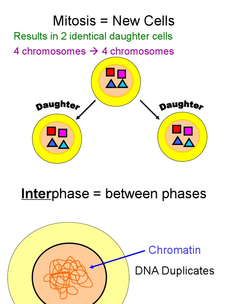 Mitosis New Cells: Results in 2 Identical Daughter Cells | PDF
