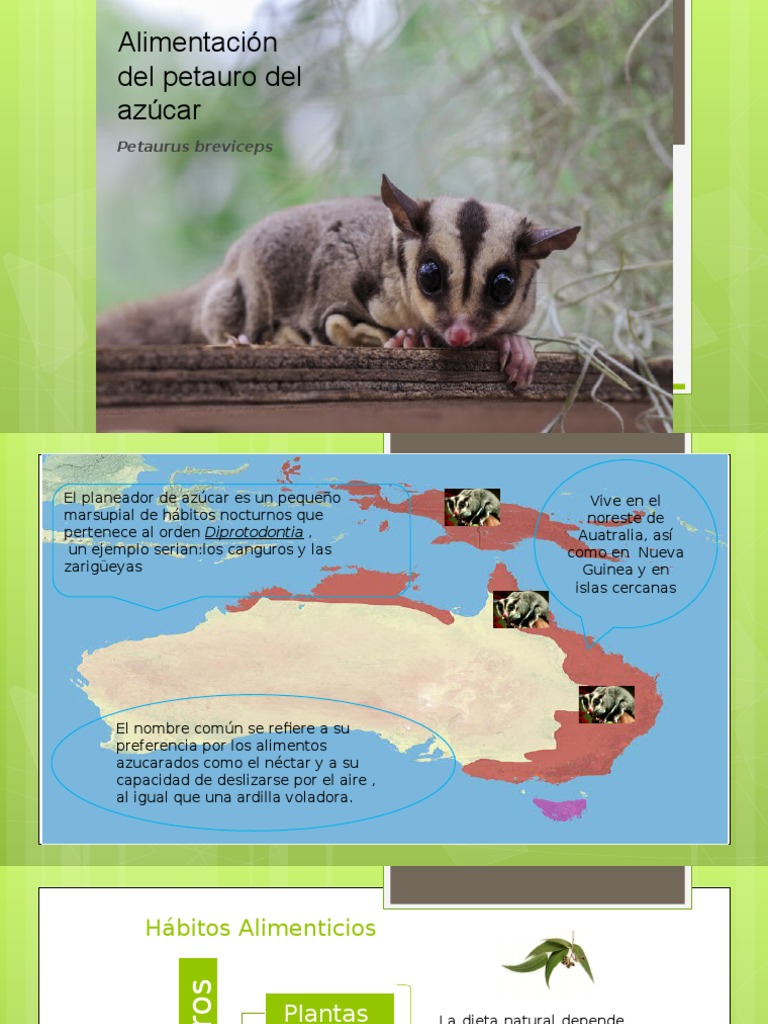 Alimentación-Del-Petauro ) | PDF | Dieta | La alimentación animal