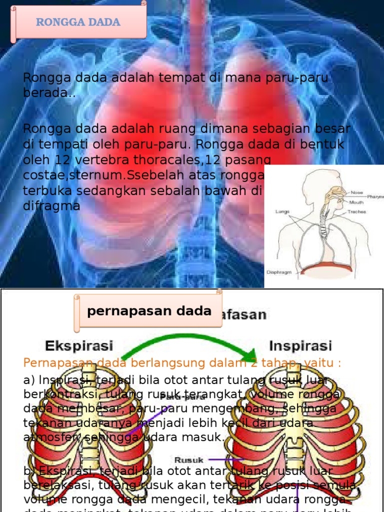 Anatomi dan Fungsi Rongga Dada | PDF