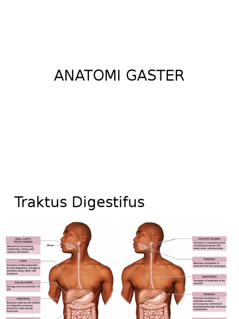 Anatomi Gaster | PDF