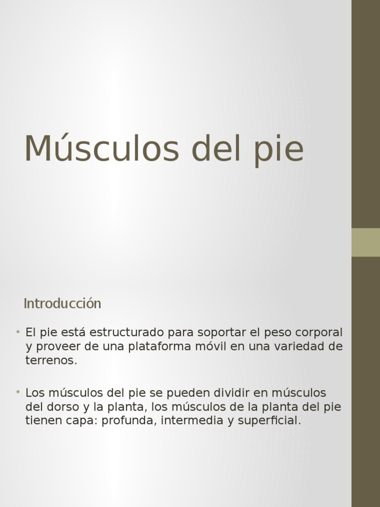 Músculos Del Pie | PDF