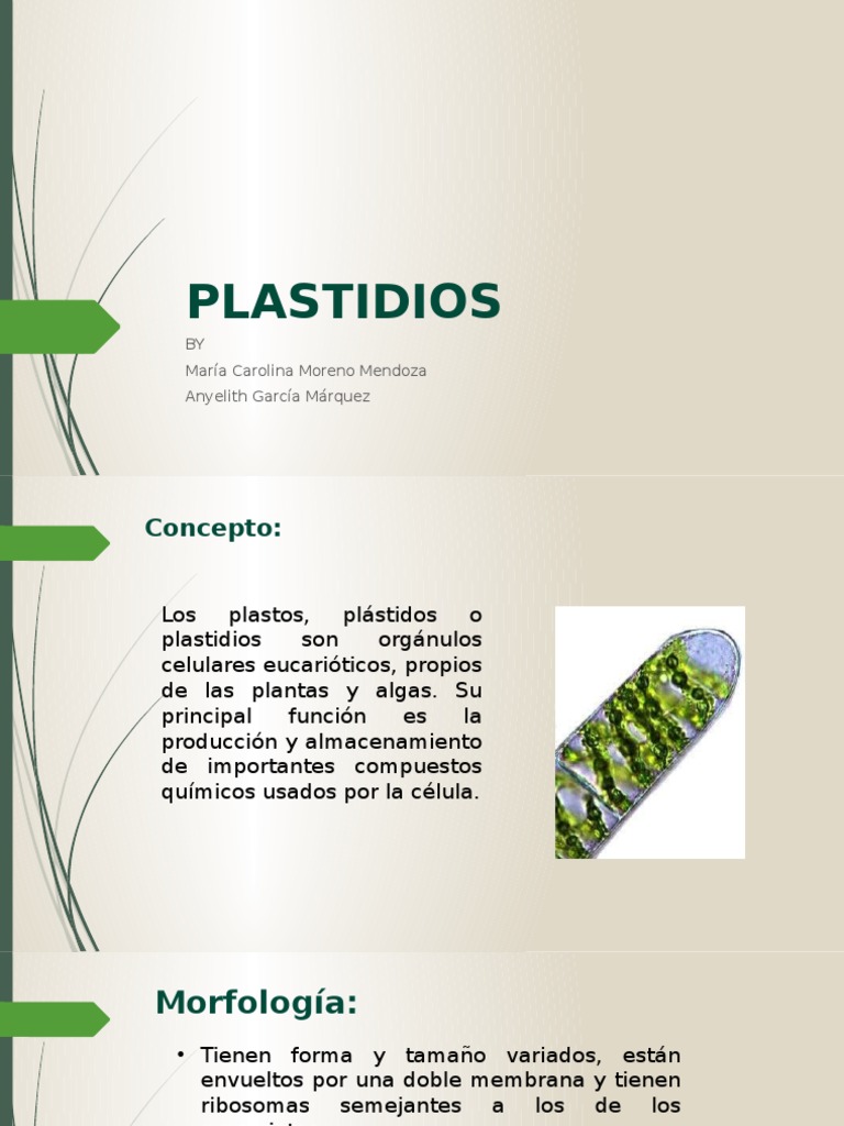 PLASTIDIOS | PDF