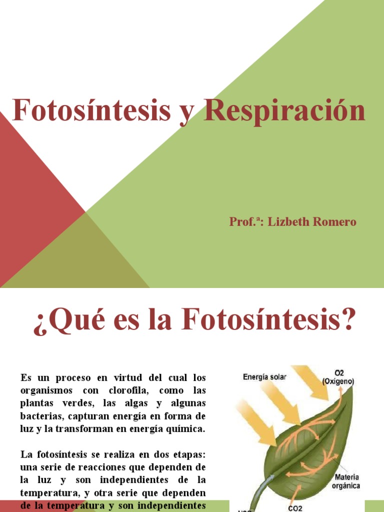 Fotosíntesis y Respiración: Procesos Vitales | PDF | Fotosíntesis ...