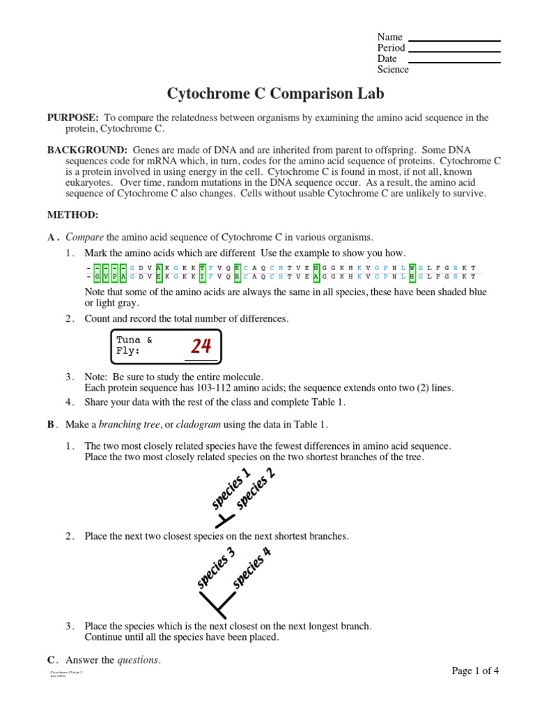 Amino Acid Worksheet | PDF | Proteins | Dna
