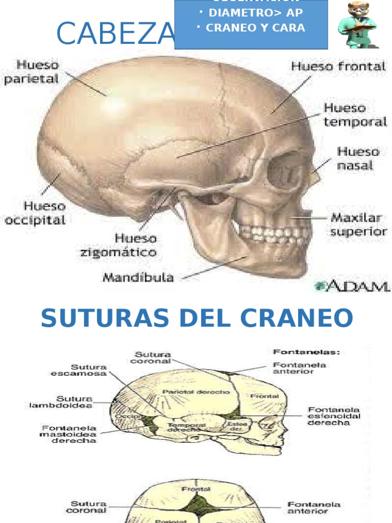 Semiología de Cabeza y cuello y órganos de los sentidos | Percepción ...