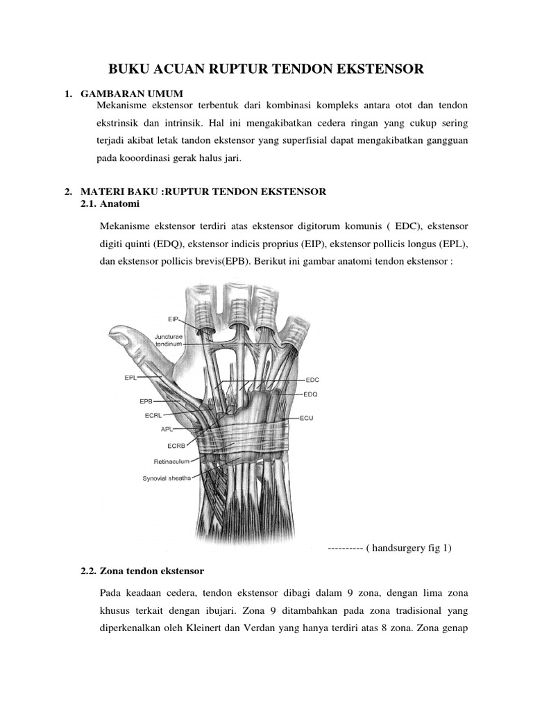 RUPTUR TENDON EKSTENSOR TANGAN DAN TERAPINYA | PDF
