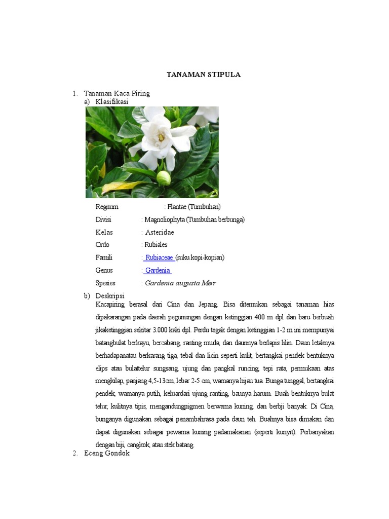 Tanaman Stipula | PDF