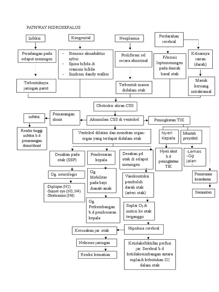 Pathway Hidrosefalus