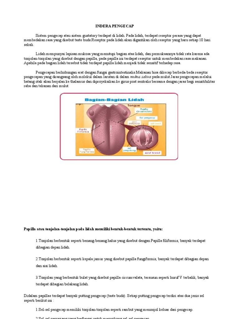 Indera Pengecap | PDF