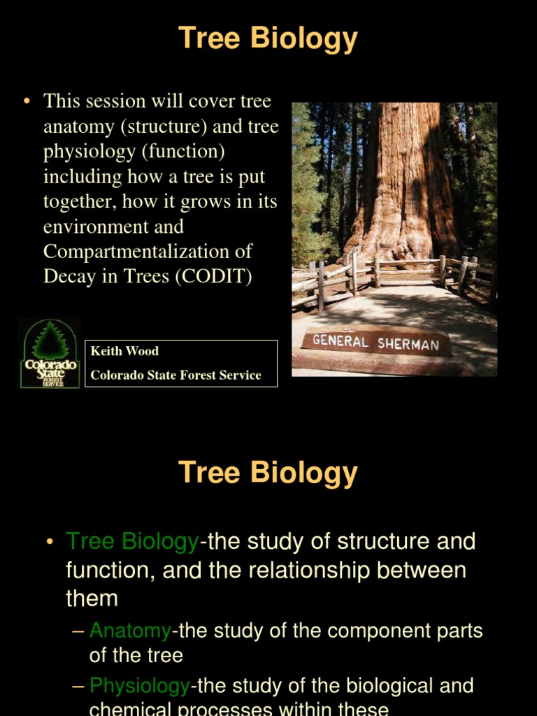 Tree Biology: Keith Wood Colorado State Forest Service | PDF