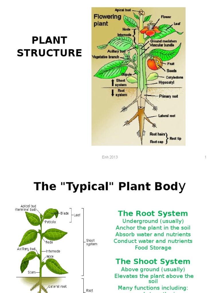 02.plant Structure | PDF | Science & Mathematics
