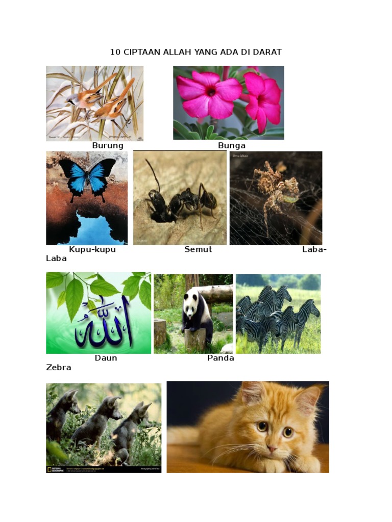 Ciptaan Allah | PDF