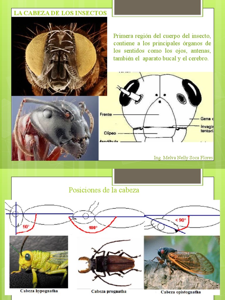 Cabezas de Insectos