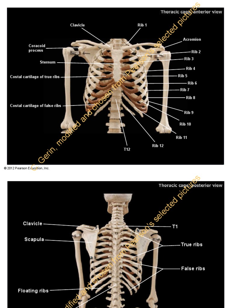 Pictures: Clavicle Rib 1 | PDF