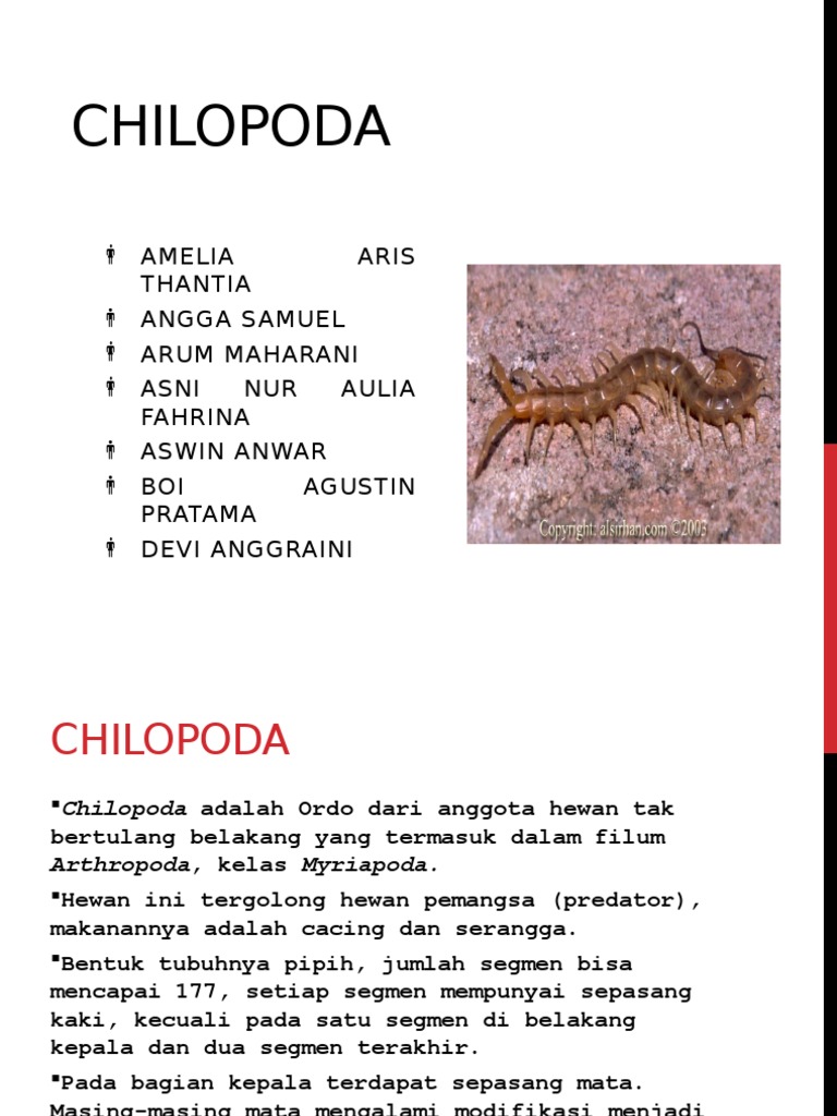 CHILOPODA | PDF