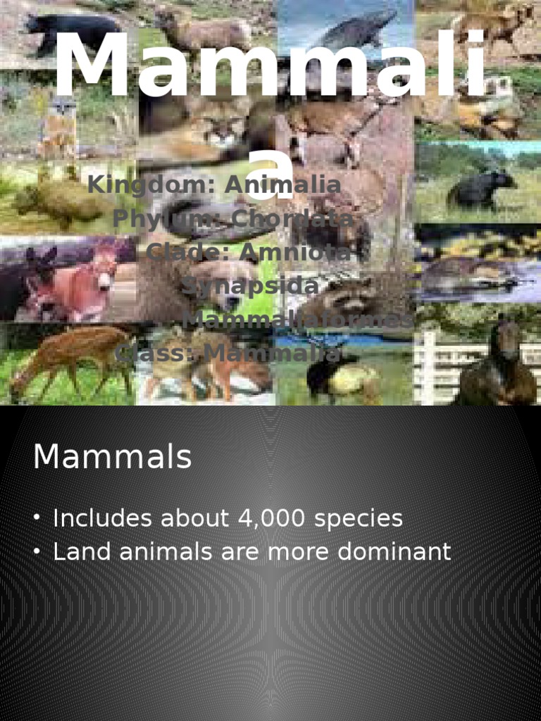 Mammali A: Kingdom: Animalia Phylum: Chordata Clade: Amniota Synapsida ...