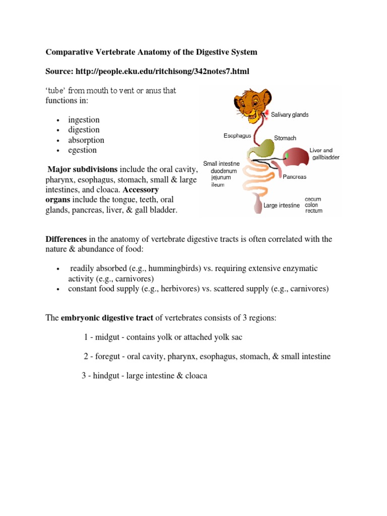 Comparative Vertebrate Anatomy of The Digestive System Source: Http ...