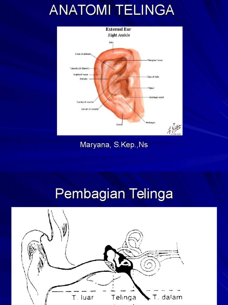 ANATOMI Dan FISIOLOGI TELINGA | PDF