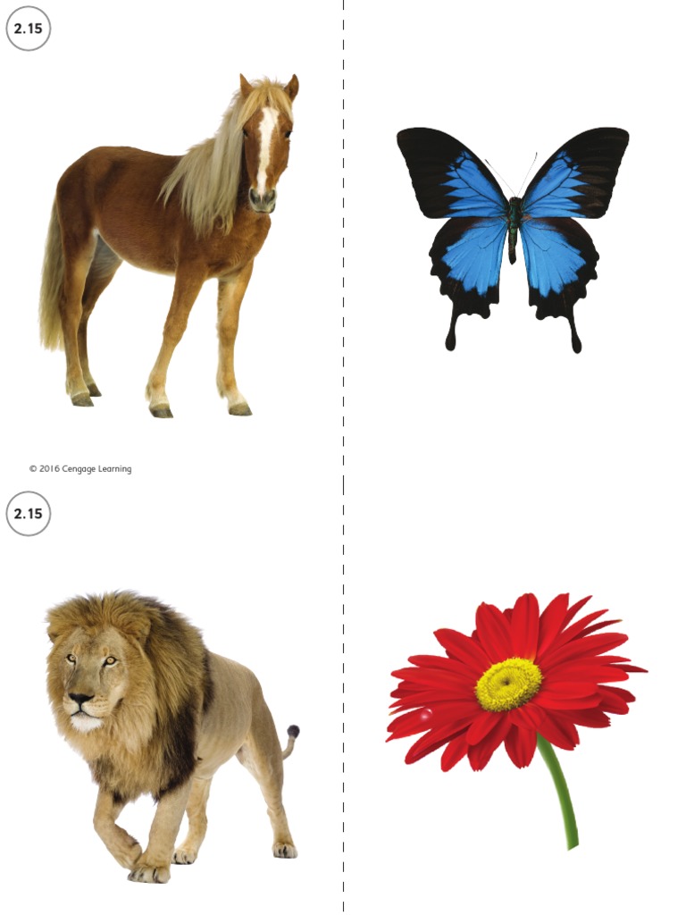 Animals Flashcards | PDF