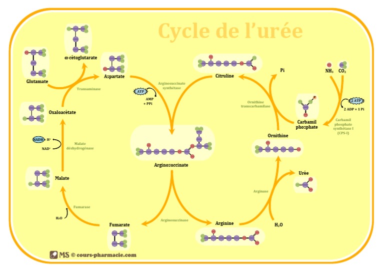 Cycle-uree.pdf