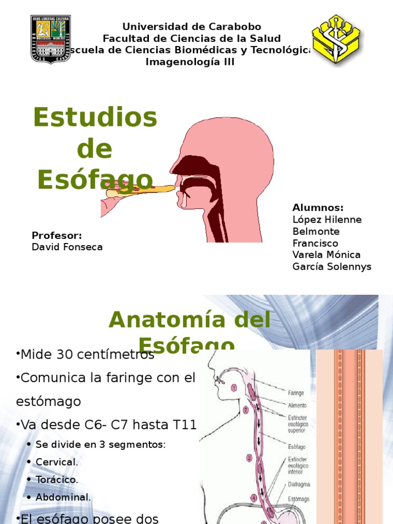 Esofago | PDF | Endoscopia | Ultrasonido médico