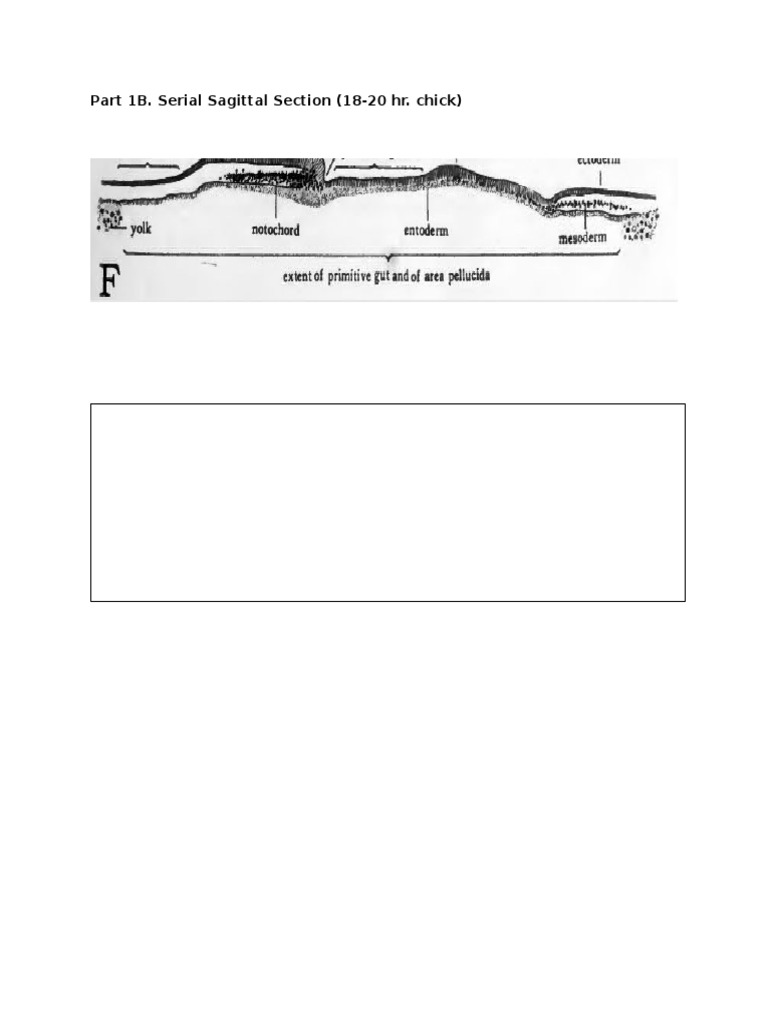 Part 1B. Serial Sagittal Section (18-20 Hr. Chick) | PDF