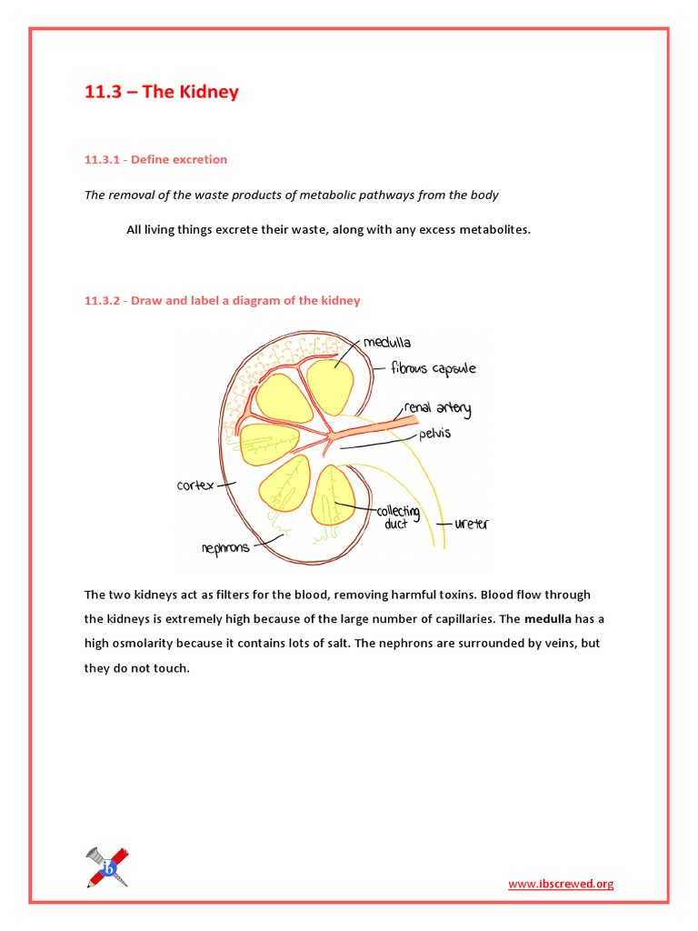 11.3 - The Kidney | PDF | Kidney | Anatomy