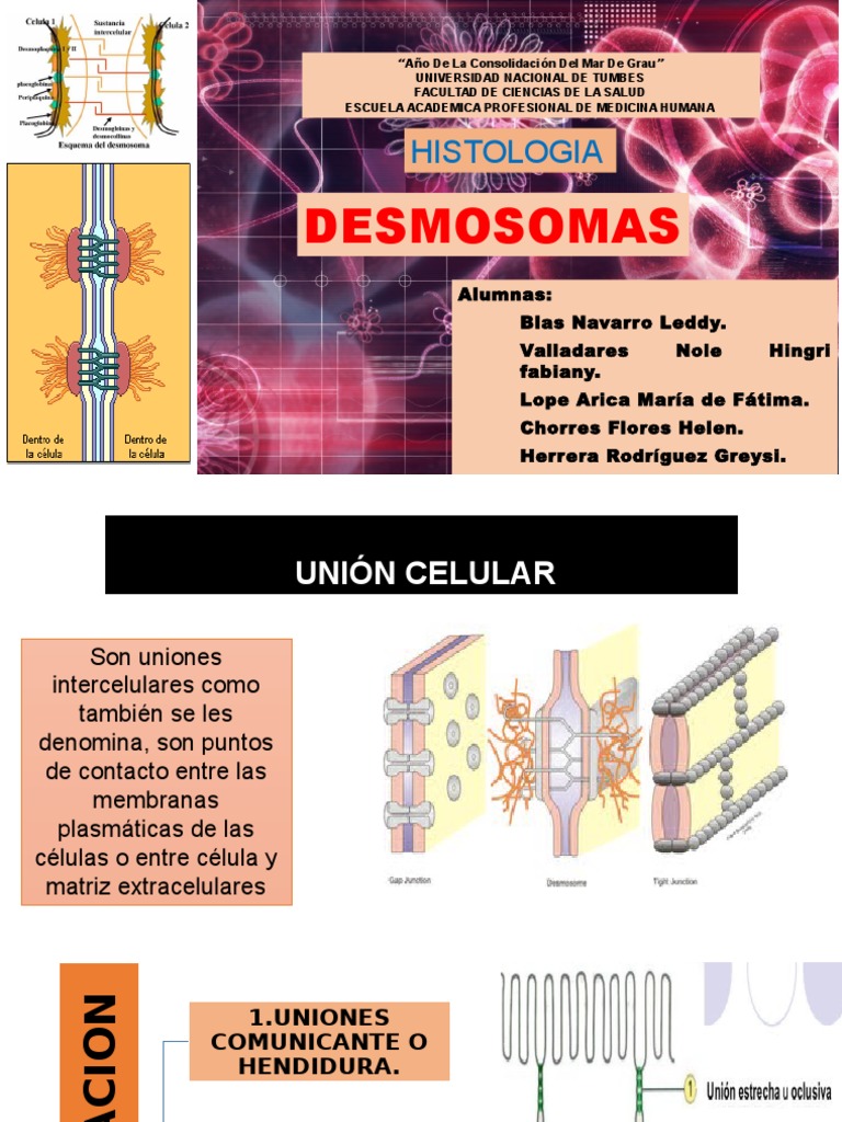desmosomas EXPOSICION | Histología | Anatomía