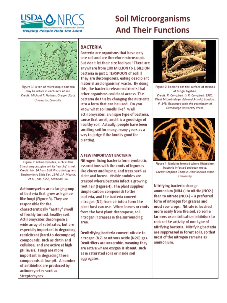Soil Microorganisms and Their Functions | Soil | Organisms