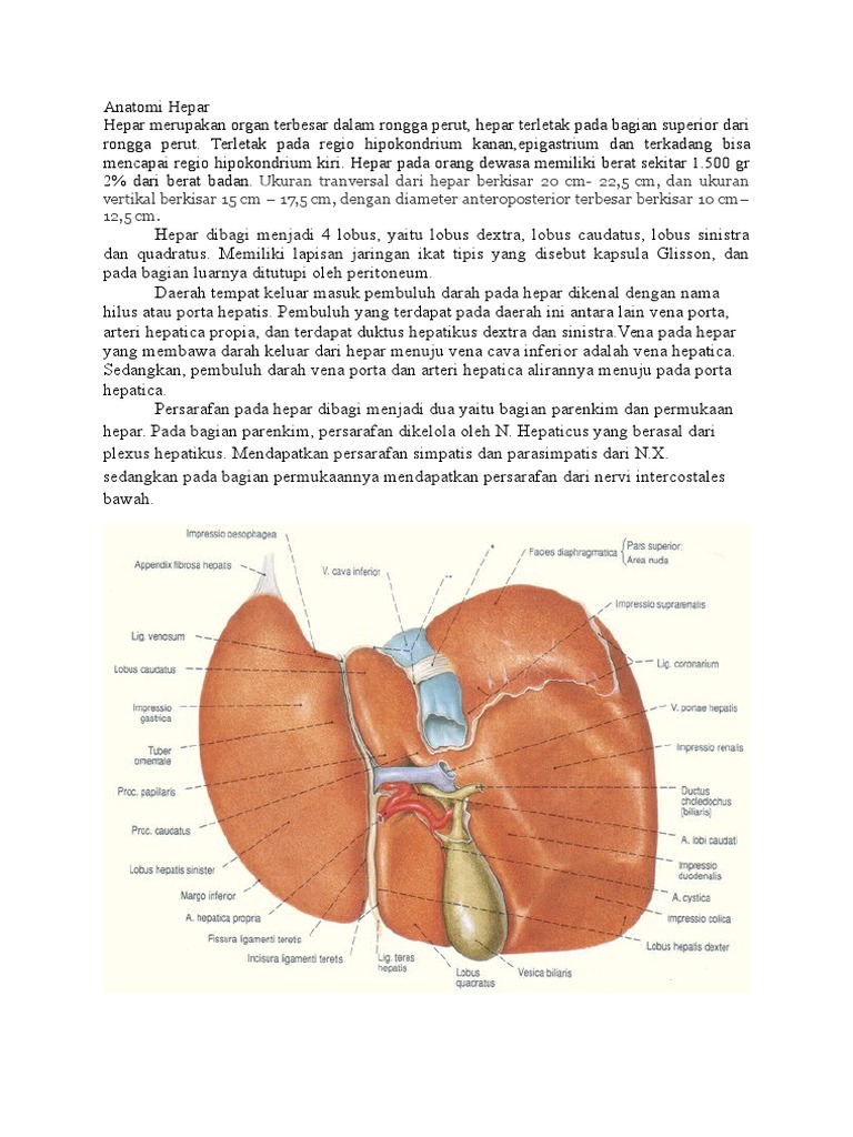 Anatomi Hepar | PDF | Kesehatan Holistik