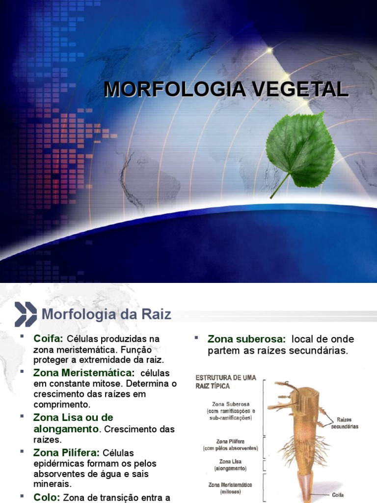 Morfologia Vegetal | PDF | Raiz | Folha