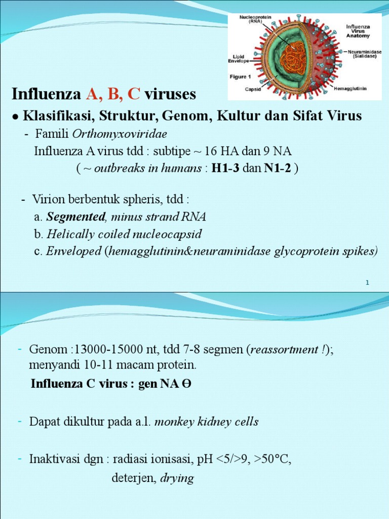 Influenza Viruses: Klasifikasi, Struktur, Genom, Kultur Dan Sifat Virus ...