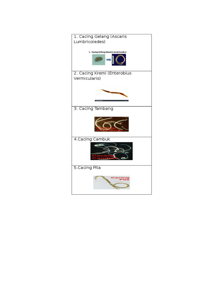 Cacing Gelang (Ascaris Lumbricoiedes) | PDF