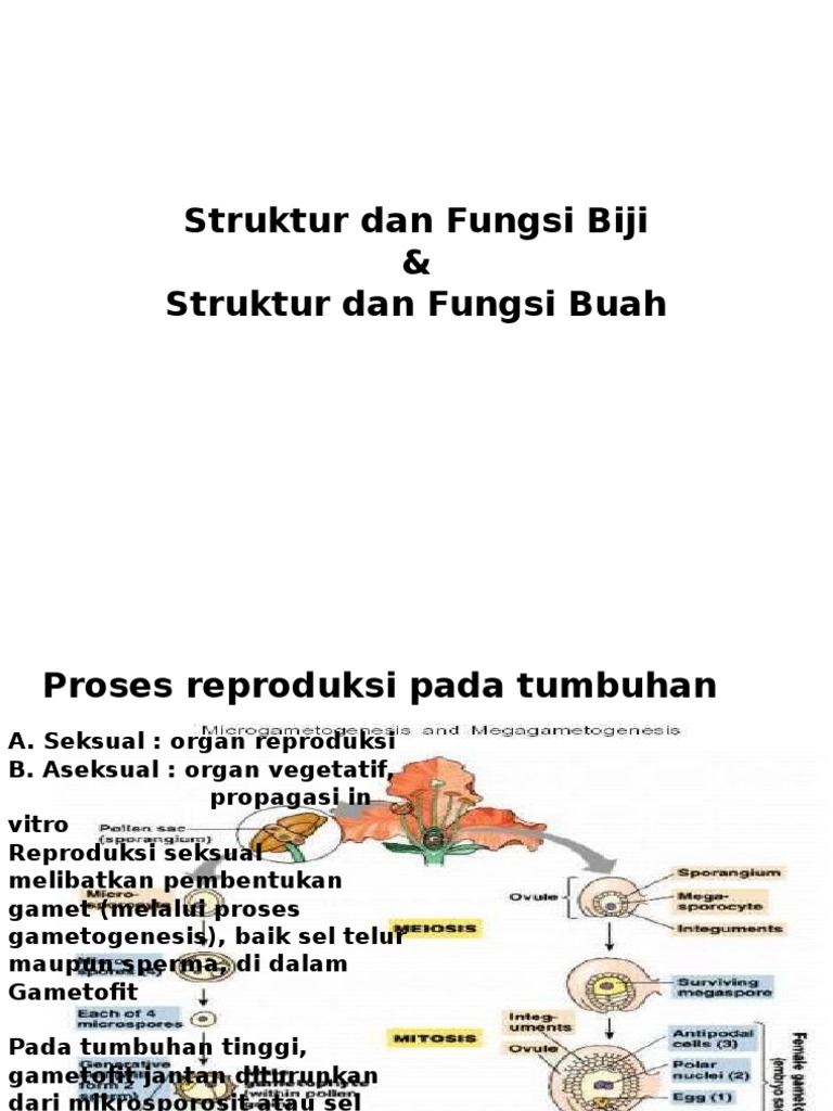 Struktur Dan Fungsi Biji | PDF