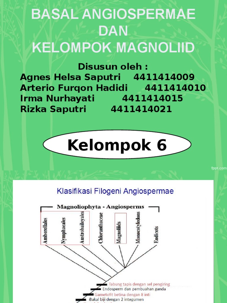 Basal Angiospermae Dan | PDF | Kesehatan Holistik