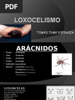 Loxoscelismo: Evaluación y Tratamiento | PDF | Araña | Especialidades ...