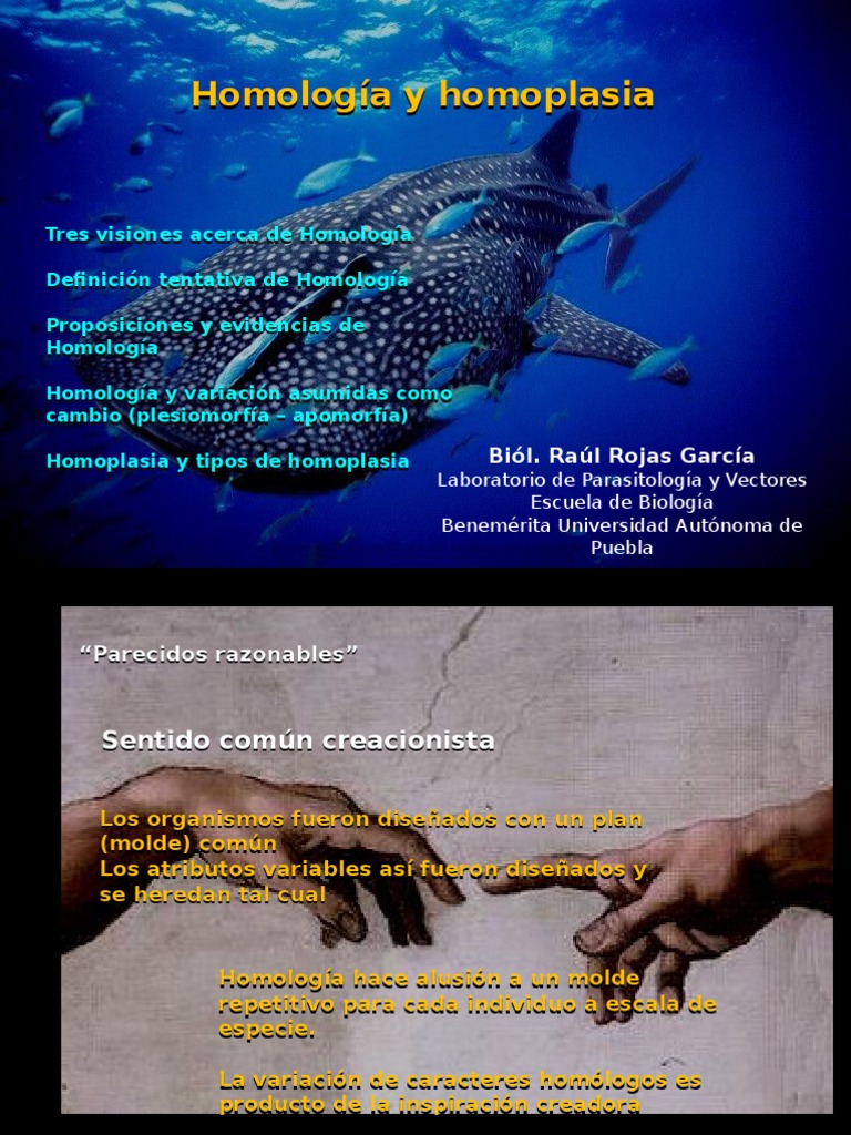 06 Homologia-Homoplasia | PDF | Homología (biología) | Filogenética