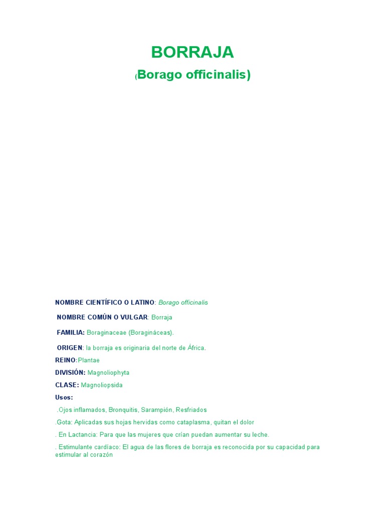 BORRAJA | PDF | Eucalipto | Plantas