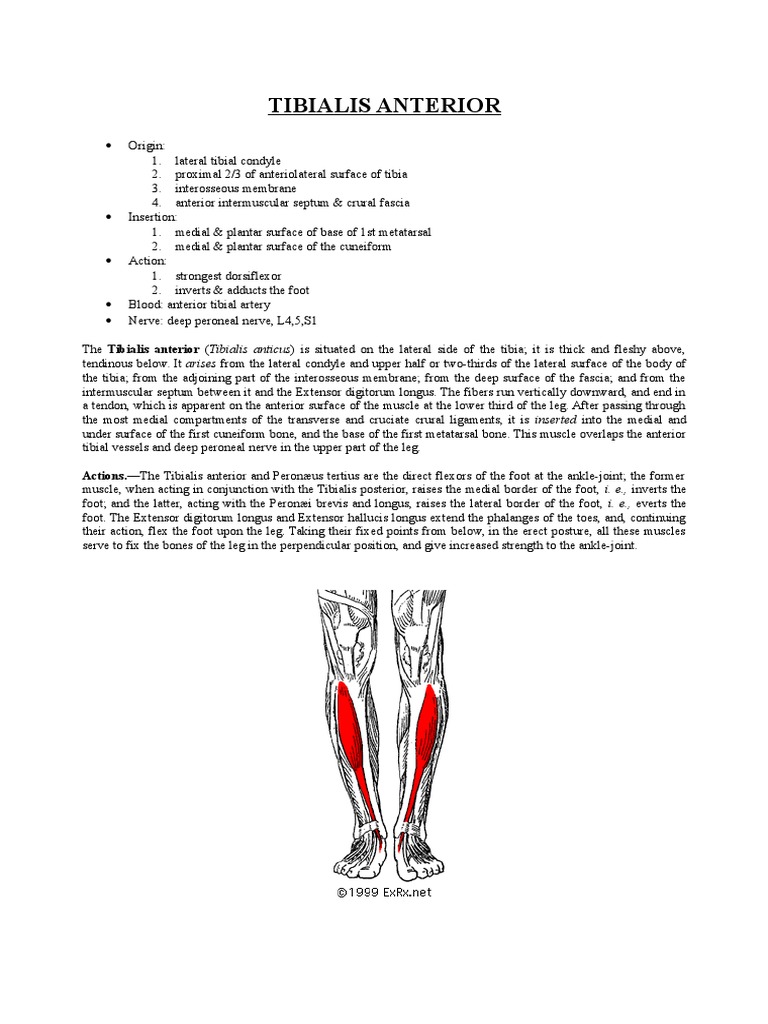 Tibial is Anterior | Human Leg | Soft Tissue